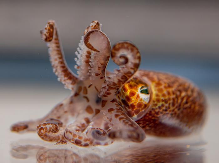 Bioluminescent bacteria coordinate signalling to colonize squid’s light ...