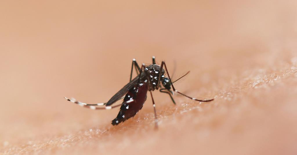 Mosquito thermal adaptation could shift patterns of disease spread ...