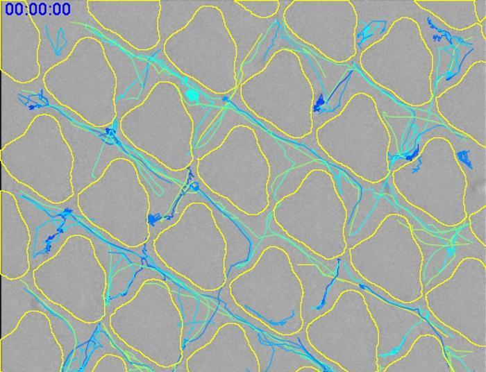 Scientists discover a materials maze that prevents bacterial infections ...