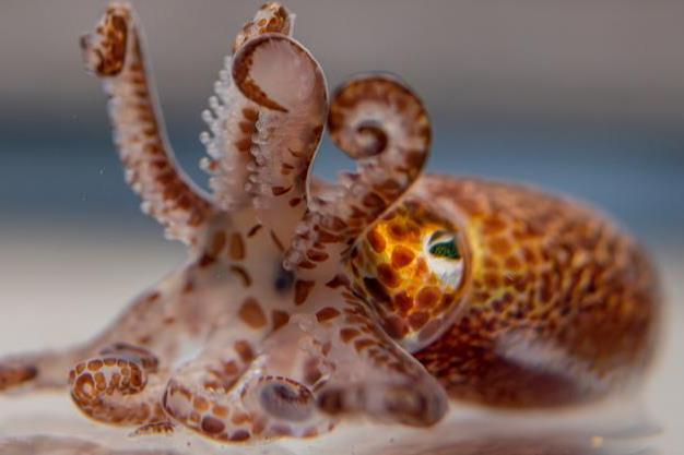 Bioluminescent bacteria coordinate signalling to colonize squid’s light ...