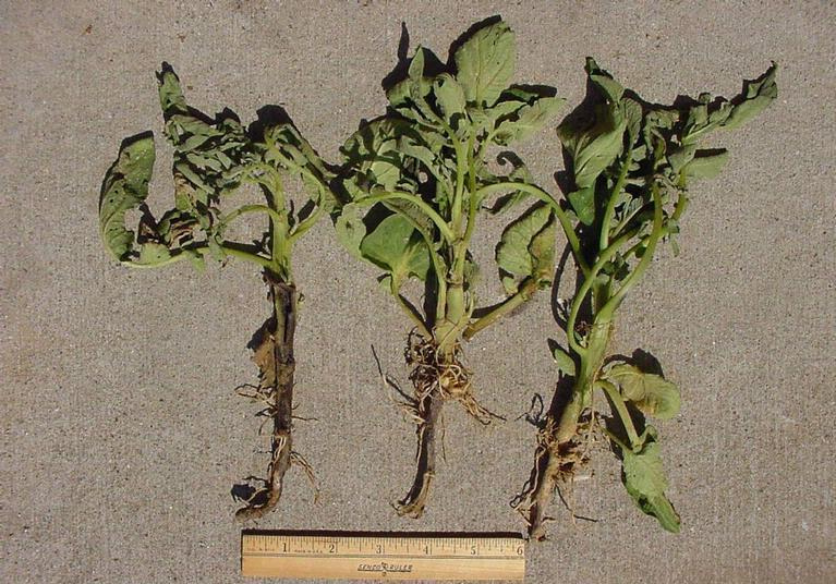New study confirms copper-based fungicides as a reliable solution for ...