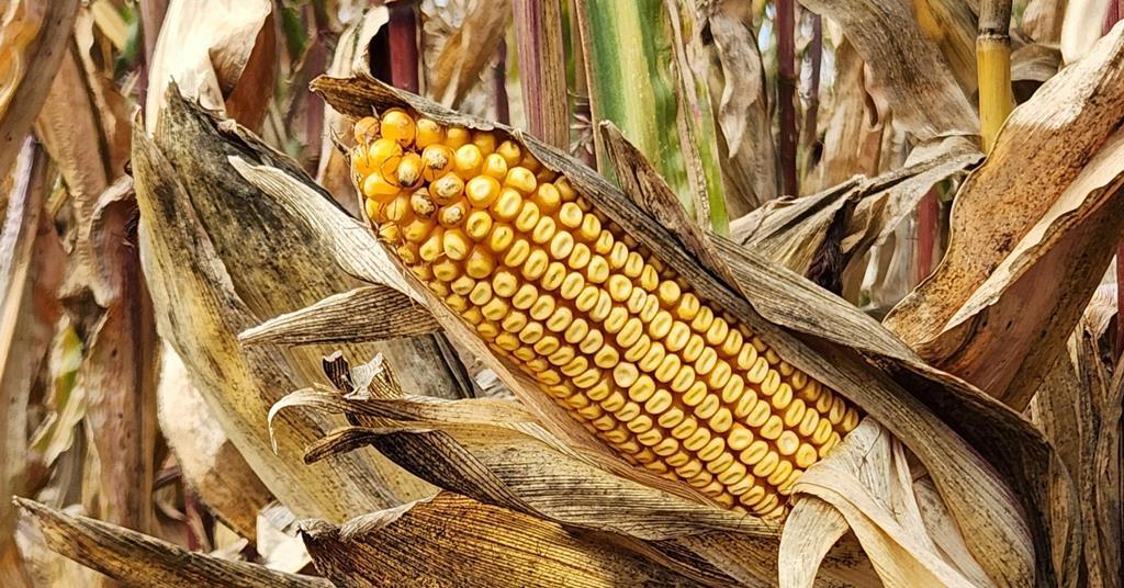 1000-litre ‘corn-to-carrier’ demo turns stover into 10.6 g L⁻¹ ...