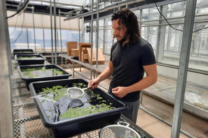 Water fern offers safe potential global food insecurity solution - with ...