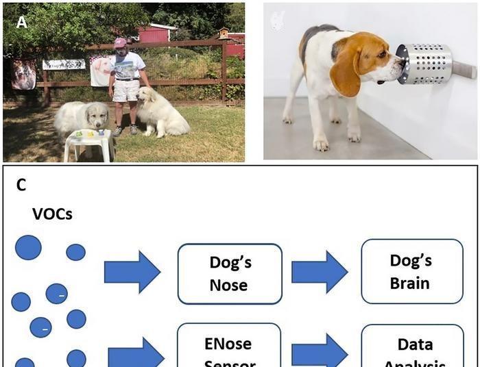 Scent dogs can detect COVID-19 more rapidly and accurately than current ...