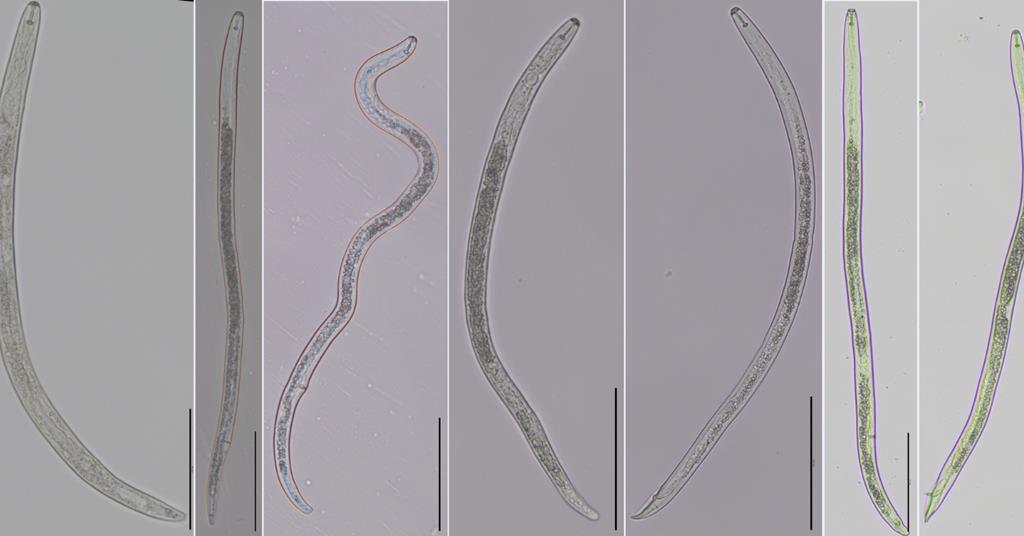 Study reveals root-lesion nematodes in maize crops - and one potential ...