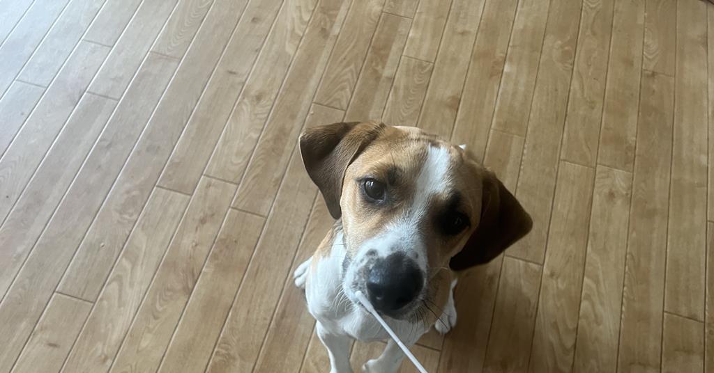 Scent dogs can detect COVID-19 more rapidly and accurately than current ...