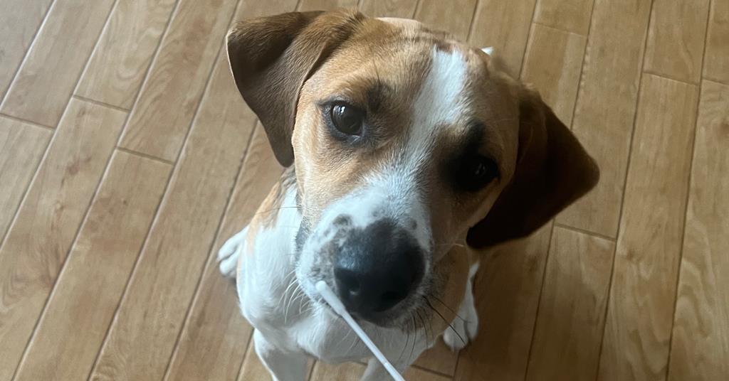 Scent dogs can detect COVID-19 more rapidly and accurately than current ...