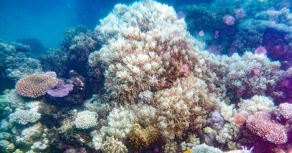 Heat-stressed reefs may benefit from coral-dwelling crabs | News | The ...