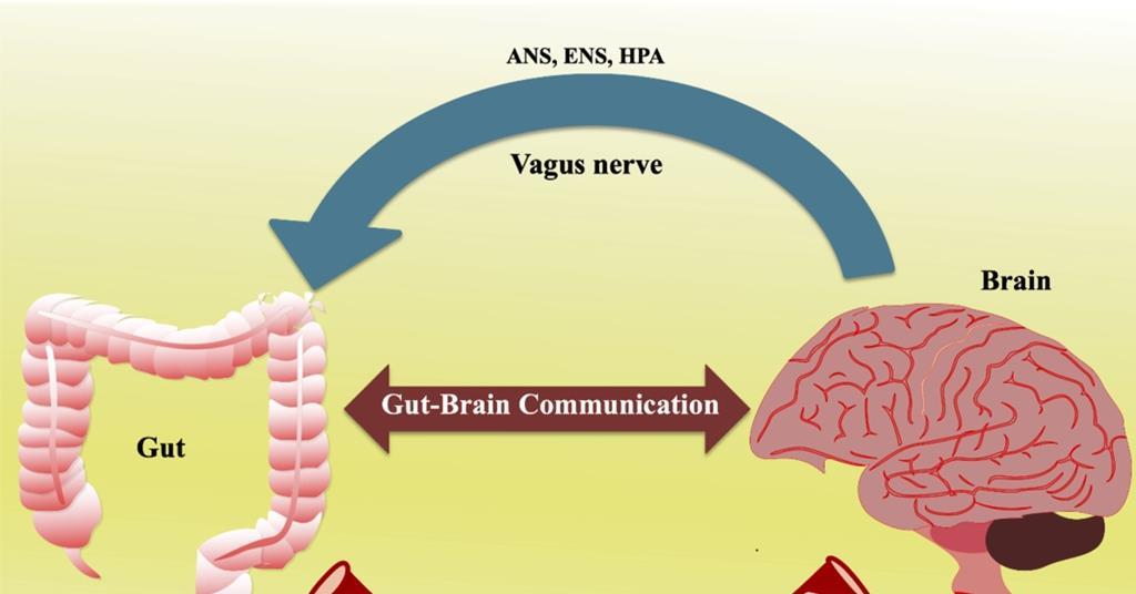 How diet modulates the gut-brain axis | The Microbiologist