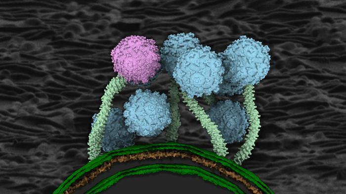 The very first structural images of a tuberculosis-fighting virus ...