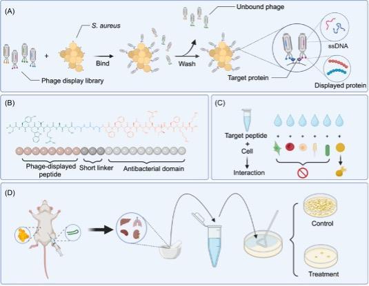 Phage‐display tech boosts targeting ability of antimicrobial peptides ...