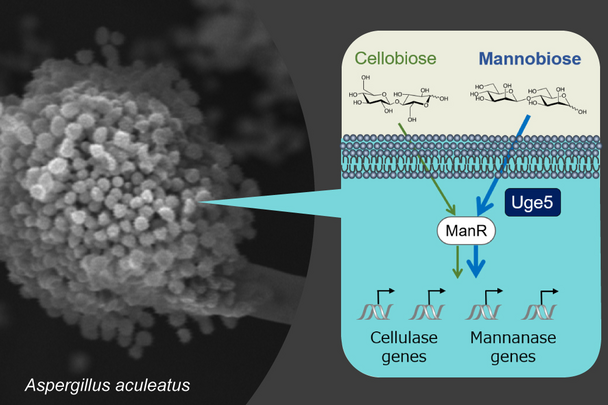Enzyme mechanism discovery in filamentous fungi could usher in ...