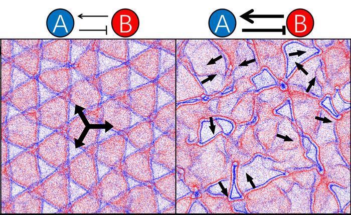 New model shows bacterial chase-and-evade activities can form higher ...