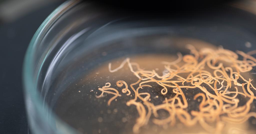 Parasitic worms: an unexplored source of novel antimicrobials ...