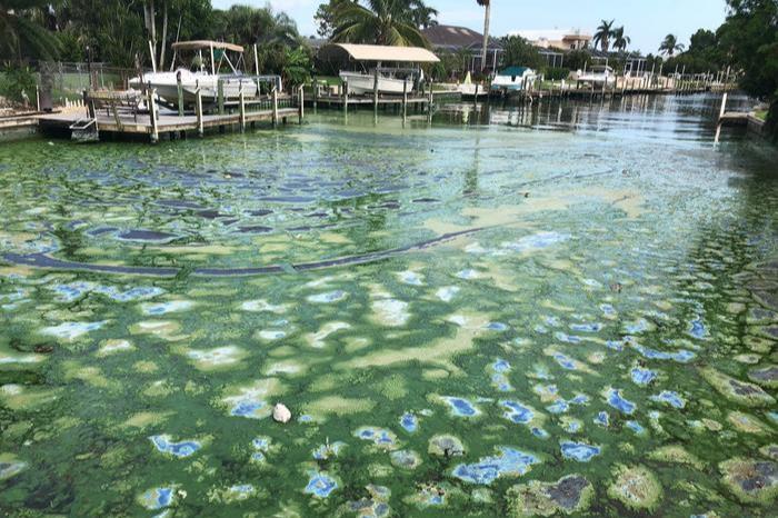 What’s really ‘fueling’ harmful algae in Florida’s lake Okeechobee ...