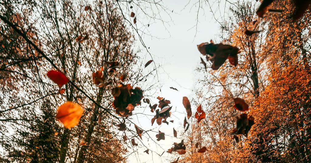 Airborne fungal spores may help predict COVID-19 & flu surges | News ...
