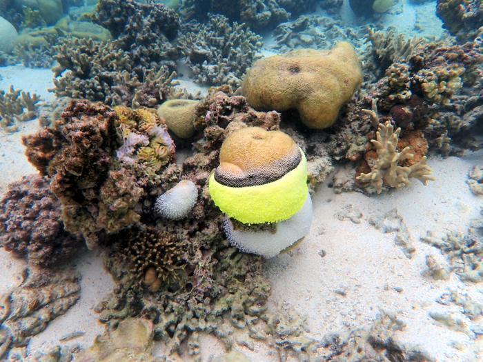 Climate extremes triggered rare coral disease and mass mortality on the ...