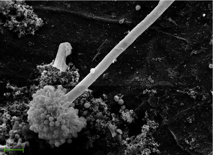 Microbes harnessed to remove and degrade indoor pollutants | News | The ...