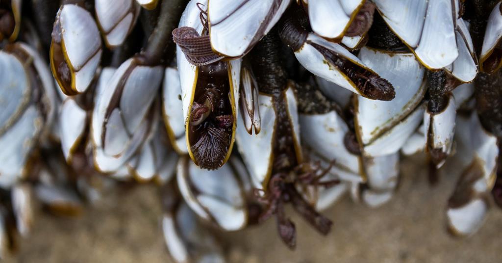 Mussel-based coating protects joints from bacteria | News | The ...