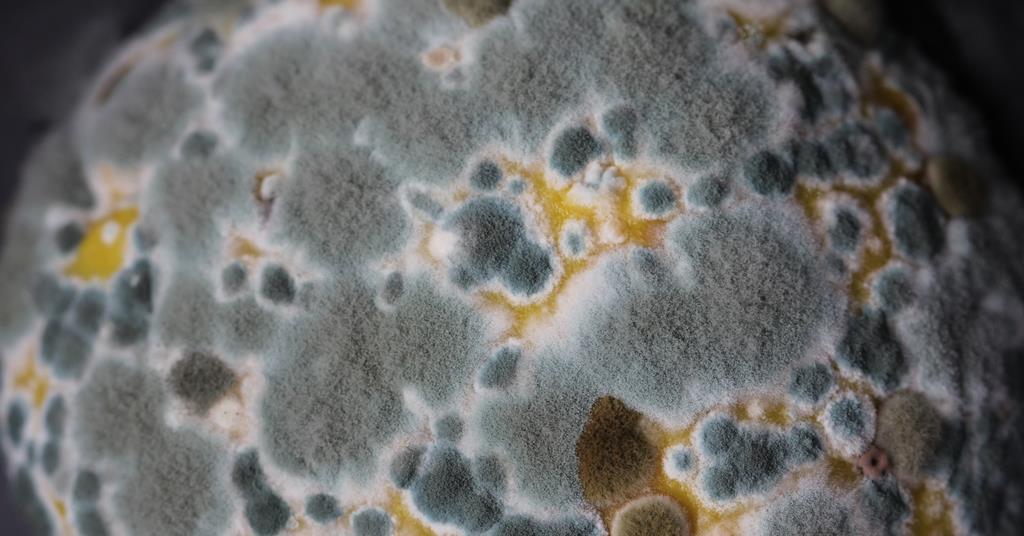 The Tropical Products Institute | Features | The Microbiologist