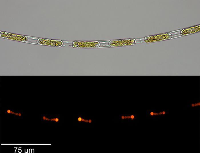 Tiny ocean partnership between algae and bacteria reveals secrets of ...
