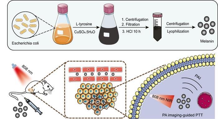 Genetically engineered bacterium can synthesize melanin nanoparticles ...
