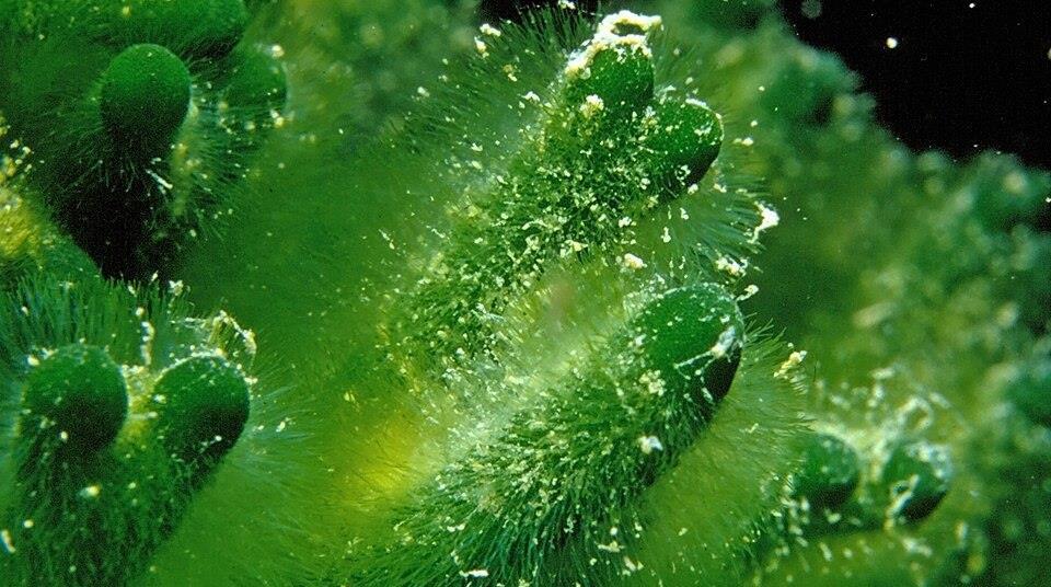 Marine algae use unique pigment to shield photosynthesis from excess ...