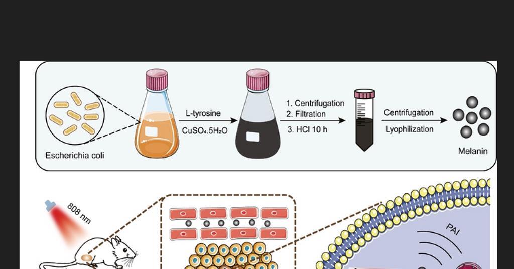 Genetically engineered bacterium can synthesize melanin nanoparticles ... Genetically engineered bacterium can synthesize melanin nanoparticles ...