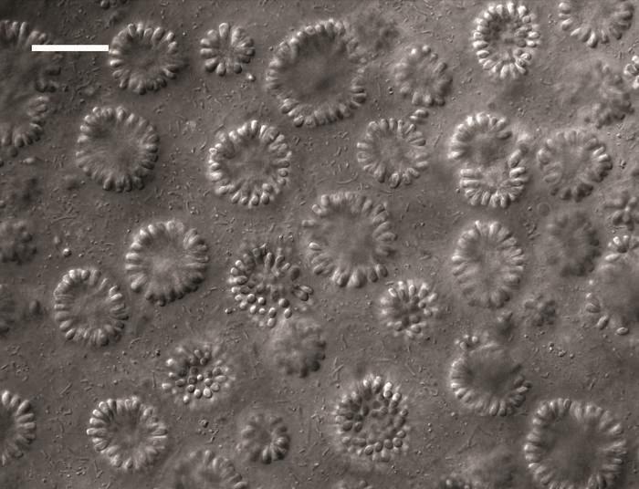 Creature the size of a dust grain found hiding in California’s Mono ...