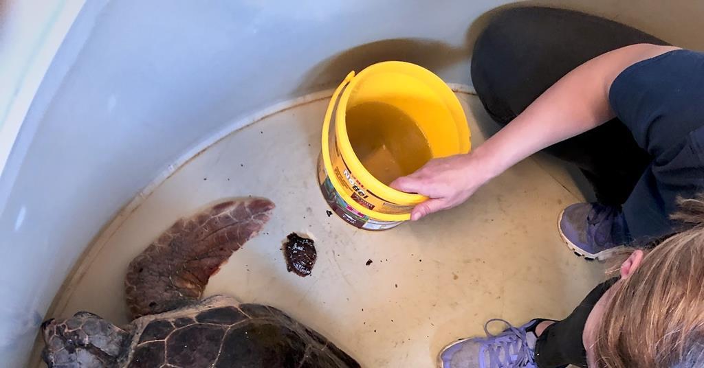 Finding resilience amidst sea turtle-associated microbes | Careers ...