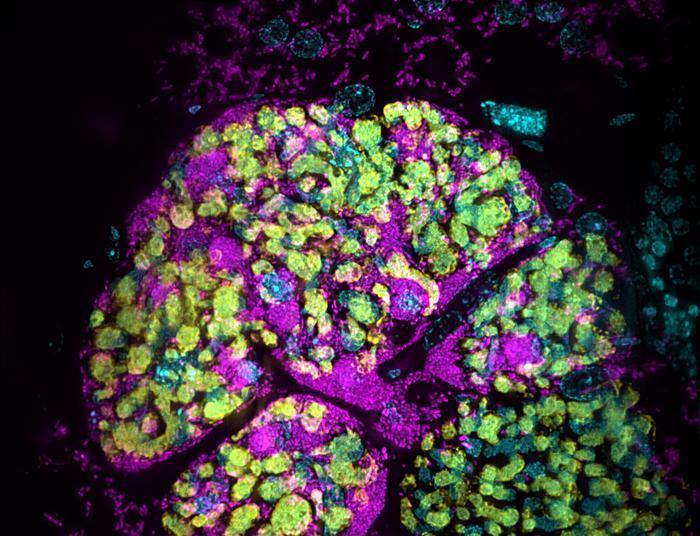 Millions-of-years-old insect symbioses are surprisingly fragile | News ...