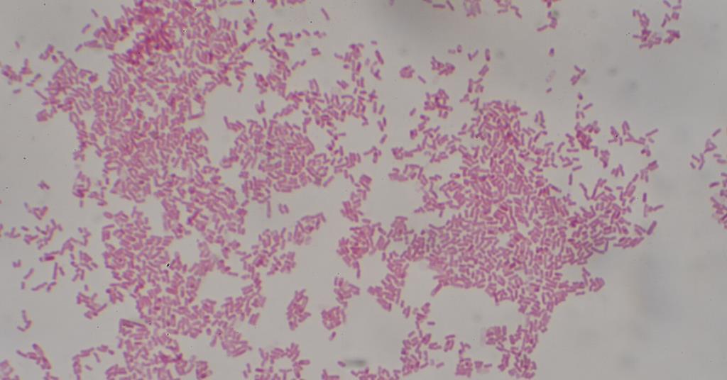 Unlocking how bacteria bounce back after antibiotics | News | The ...