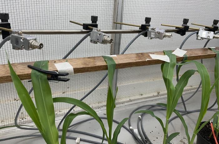 Study explains how a fungus can control an extremely harmful pest ...
