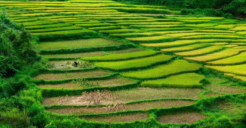 Biochar triggers long-term soil recovery by reshaping microbes and ...