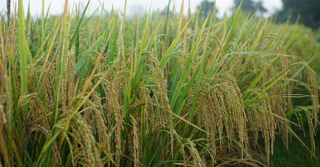 Biochar triggers long-term soil recovery by reshaping microbes and ...