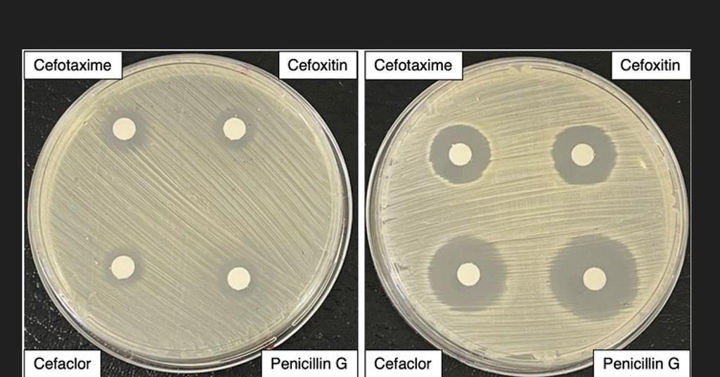 Scientists discover potential new method to treat superbug infections ...