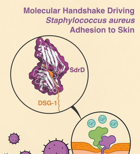 The cling of doom: How staph bacteria latch onto human skin | News ...