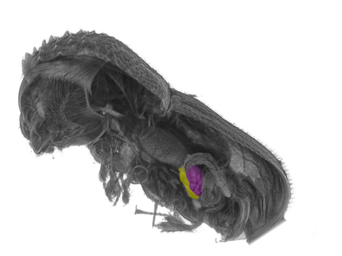 Bacterial duo feed cuticle in wood-eating beetles | The Microbiologist