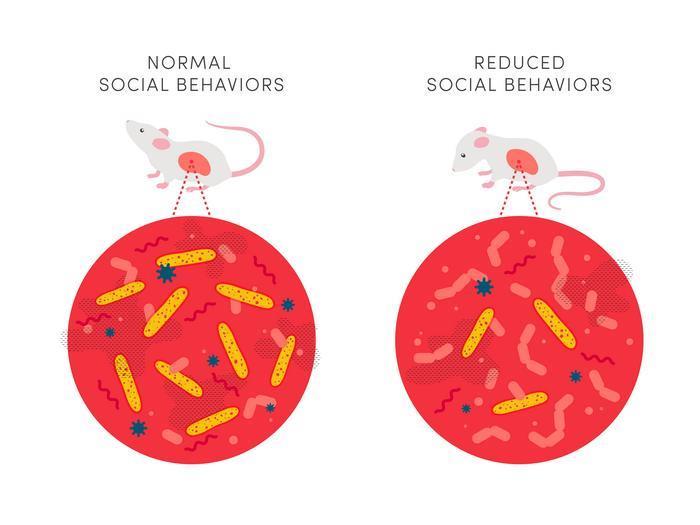 Autism’s missing microbes may influence social behavior by protecting ...