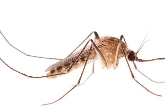 Study uncovers origins of urban human-biting mosquito, shedding light ...