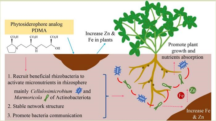 Scientists probe how phytosiderophore regulates the rhizosphere ...