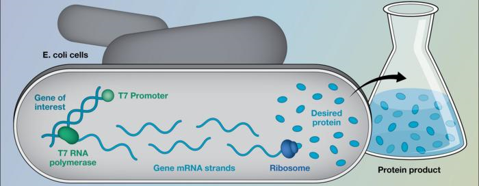 Biophysicist F. William Studier awarded Merkin prize in biomedical ...