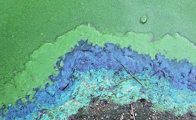 Cyanobacteria membrane proteins similar to animals' | The Microbiologist