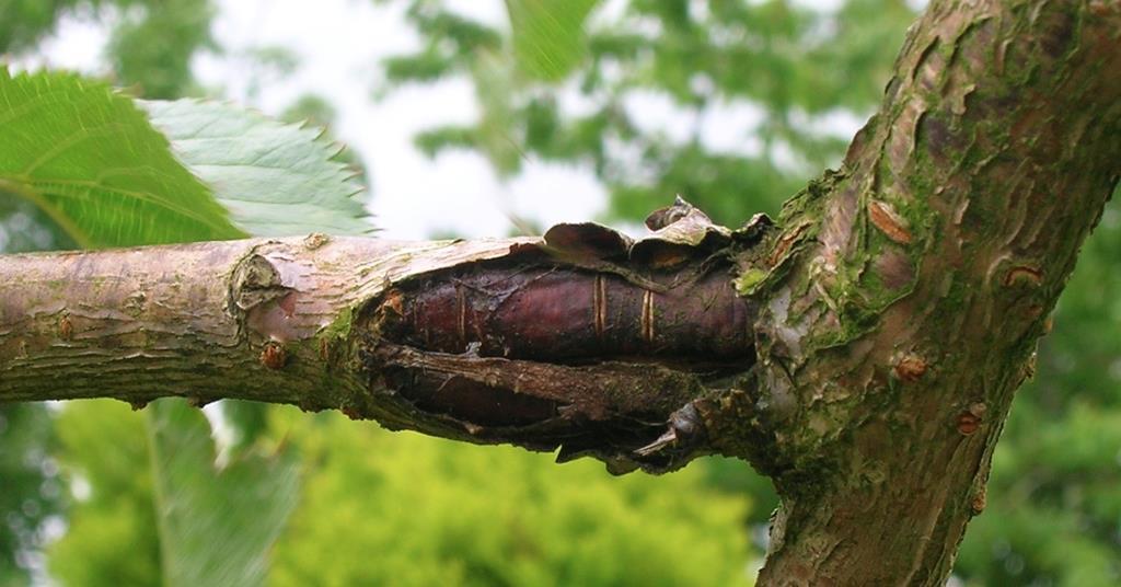 New leaf: AMI’s PhD studentship winner Naina Korotania talks trees and ...