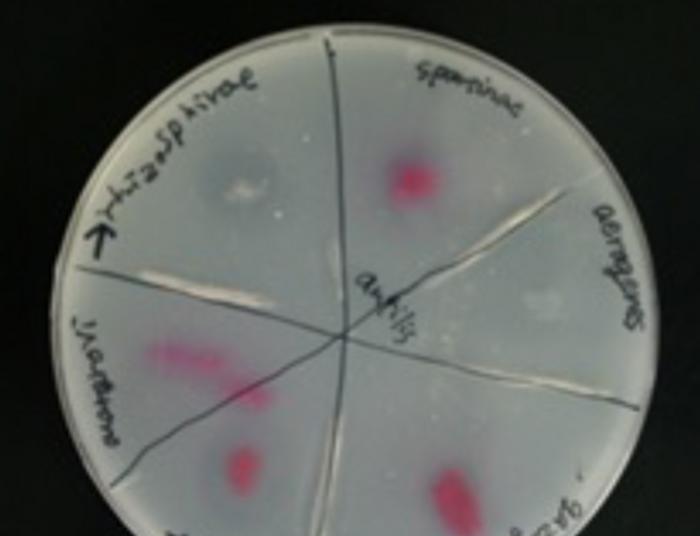 Marine bacteria take a bite at plastic pollution | News | The ...