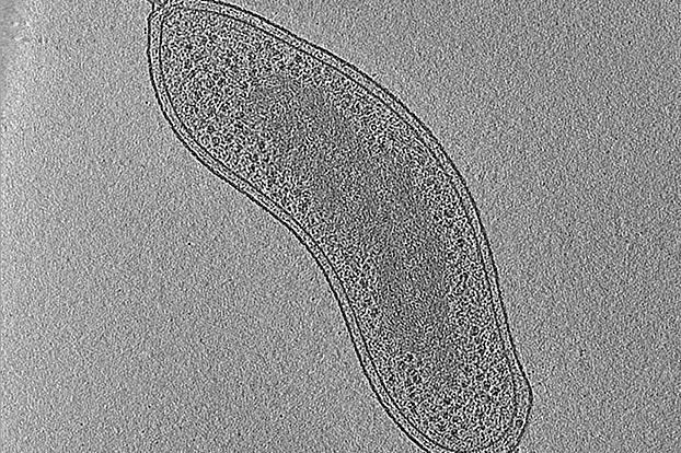 Scientists solve mystery of how predatory bacteria recognizes prey ...