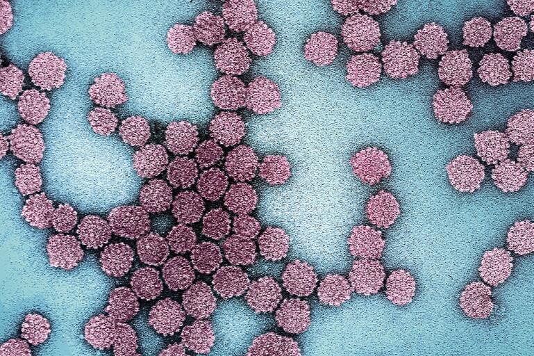 Human papillomavirus infection kinetics revealed in new longitudinal ...