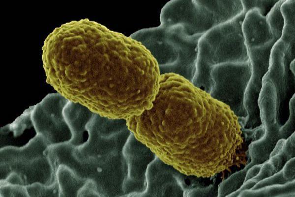 Breaking down bacterial barriers using bovine gut enzyme | News | The ...