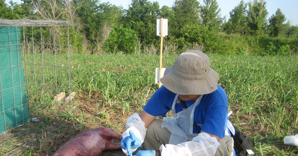 Forensic microbiology from an entomological perspective | Features ...