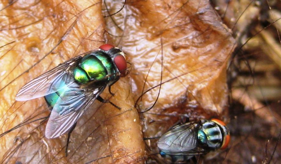 Forensic microbiology from an entomological perspective | Features ...